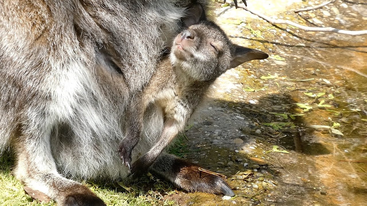 Who says, there are "NO kangaroos in Austria"? 🦘4-23-2025 🗓️ chapter ...