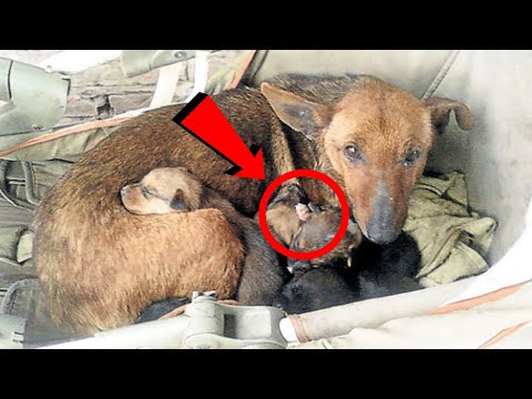 Yavrularını Emziren Bir Sokak Köpeği Buldu, Yavruların Arasında Öyle Bir Şey Vardı ki