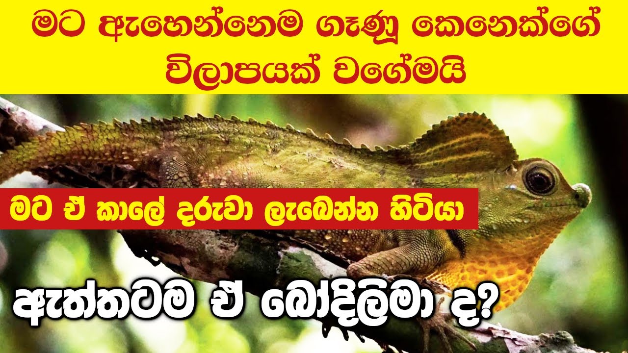 Dr Jeevani Hasantha discuss the Bodilima experience - YouTube