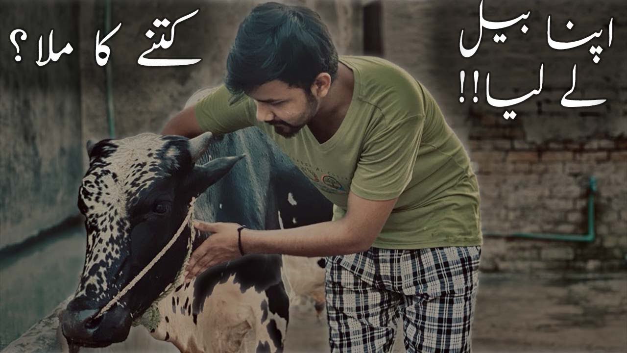 Finally Apna Janwar ly lia 🐮 | Crazy Vines - YouTube
