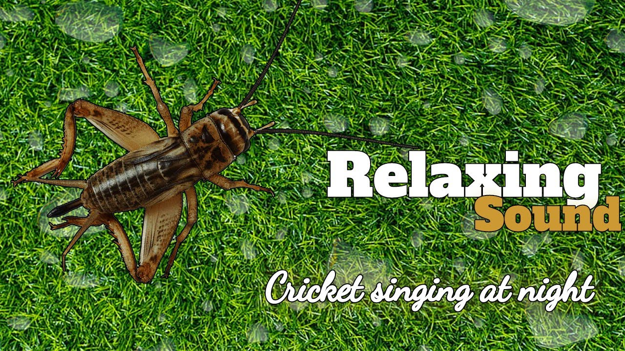 3 hours Cricket sound at Night, for Sleep and Relaxation Meditation ...