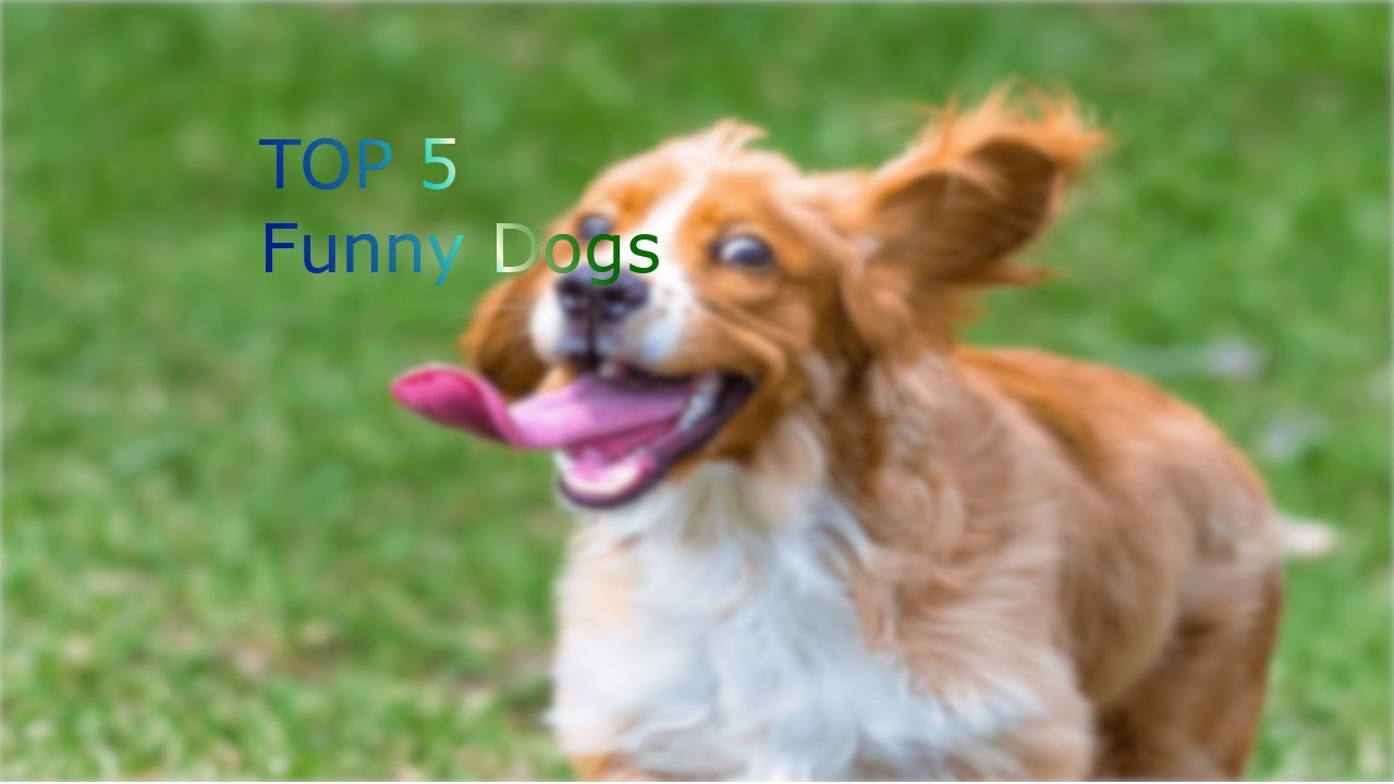 TOP 5 Funny Dogs - YouTube