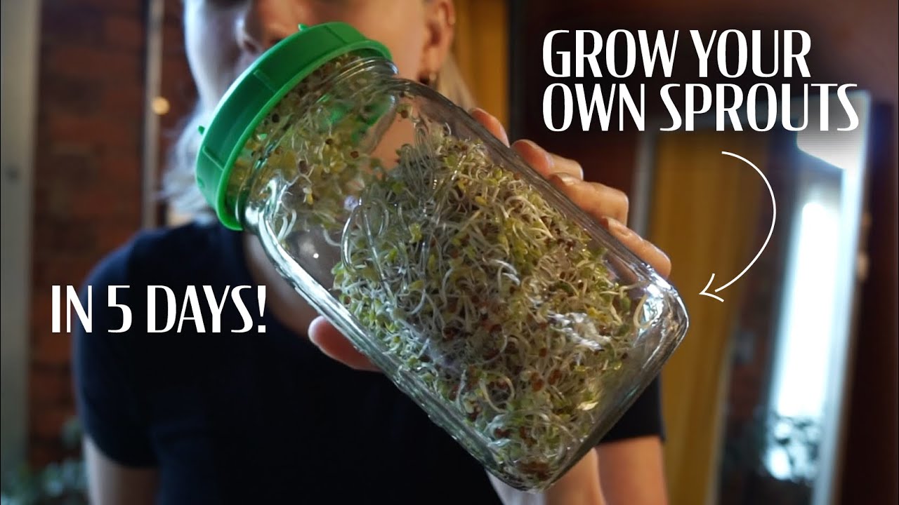 how I grow broccoli sprouts in a mason jar - YouTube