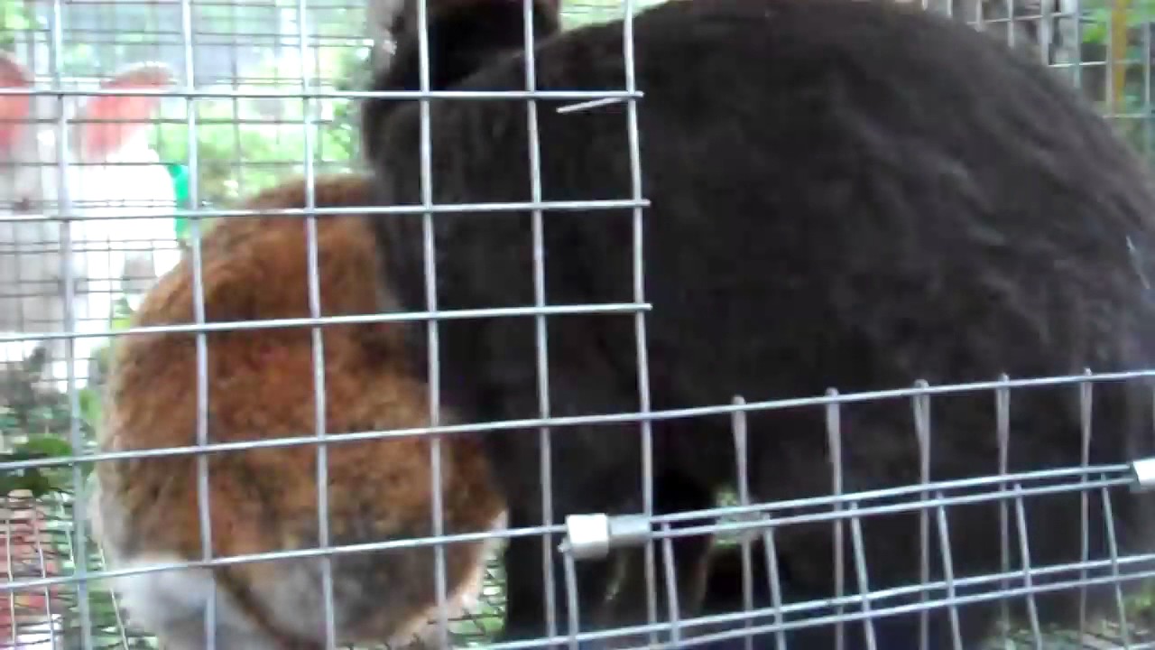 Cross breeding Rabbits - YouTube