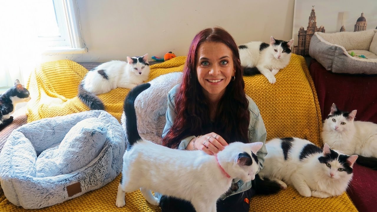 County Cats in Liverpool! - YouTube