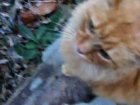 worked up cat - YouTube