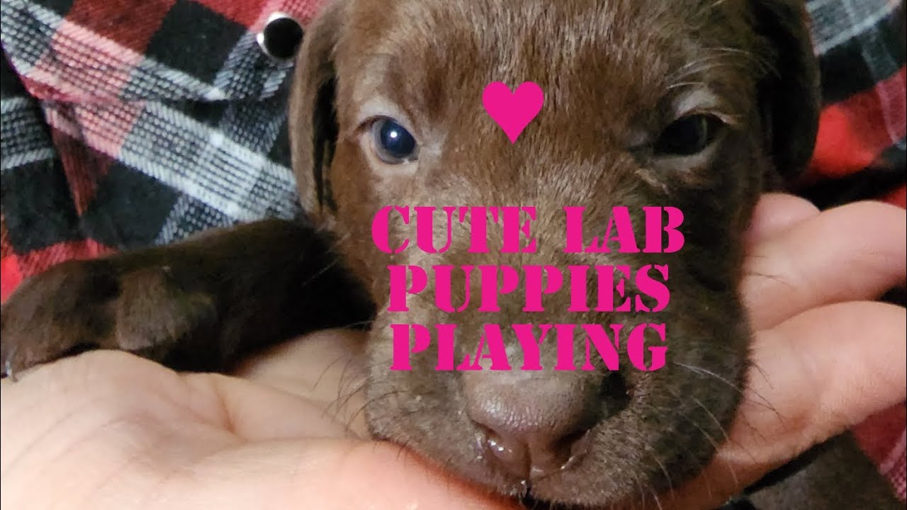 Cute Lab Puppies Playing and Having So Much Fun! - YouTube