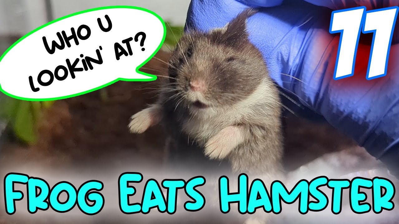 (Live Feeding) Hamster eyes can move while being eaten by a frog [Ep 11 ...