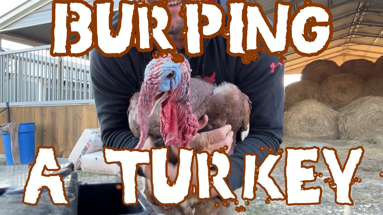 Burping an Angry Turkey and Winter Barn Prep! - YouTube