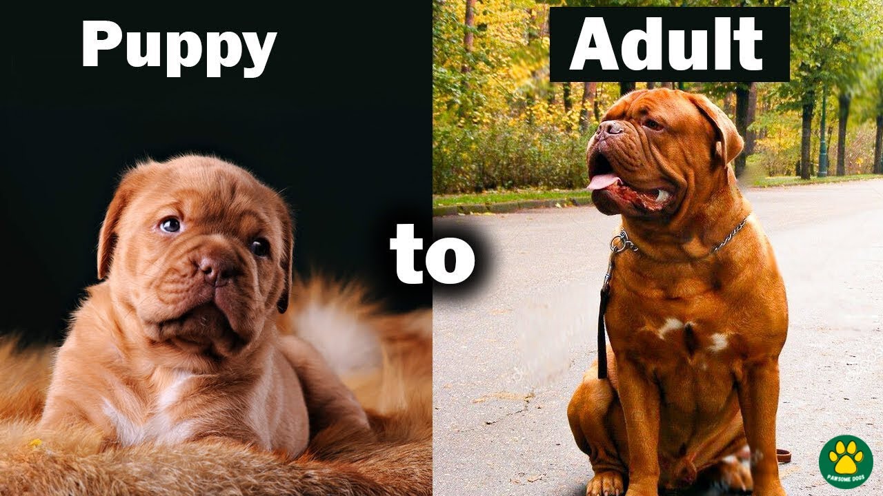 TOP 30 DOG BREEDS Before and After Growing Up | Puppy to Adult Part 2 ...