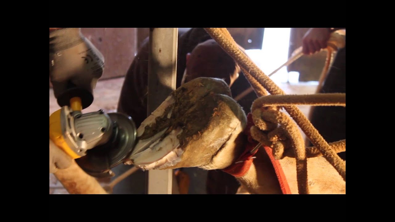 December 2012 Giraffe Hoof Trimming - YouTube
