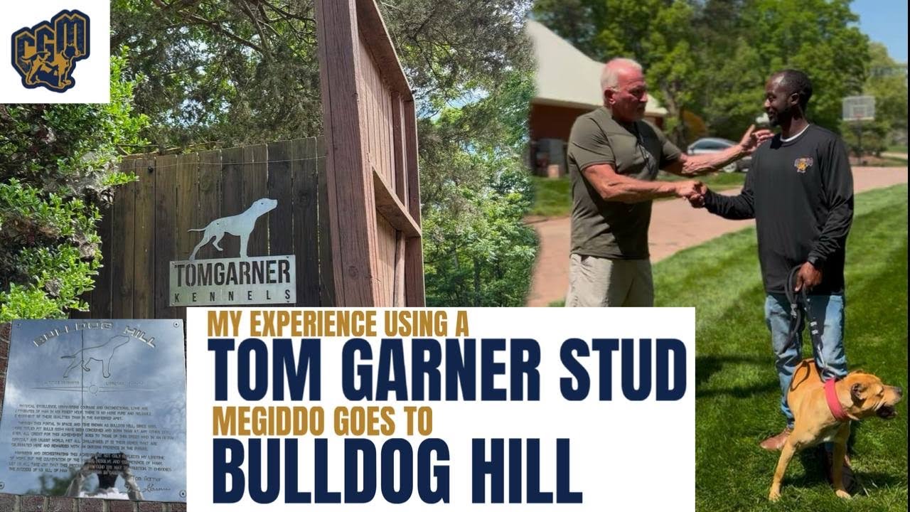Using A Tom Garner Stud Megiddo Goes To Bulldog Hill - YouTube