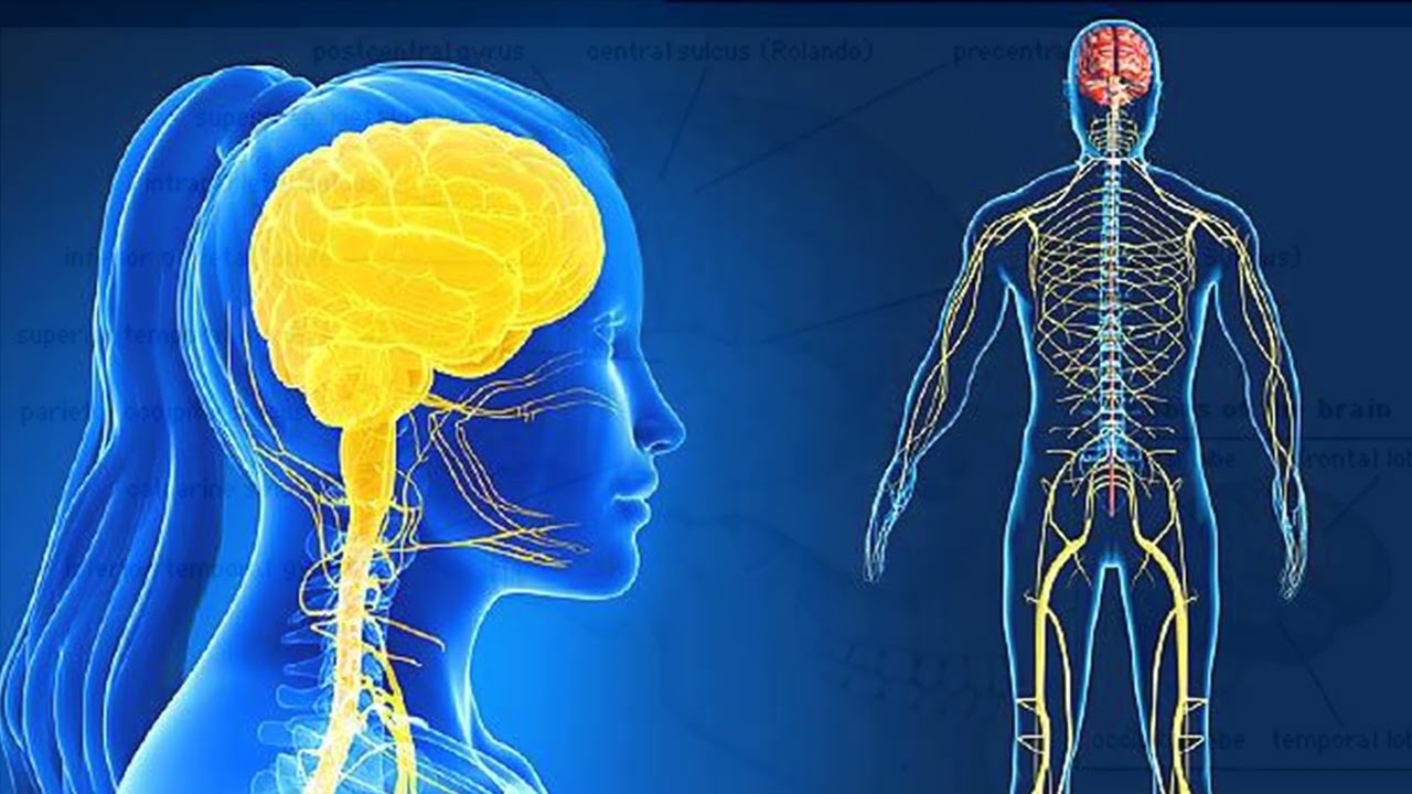 The Nervous System I Get to know our nervous system I how does it works ...