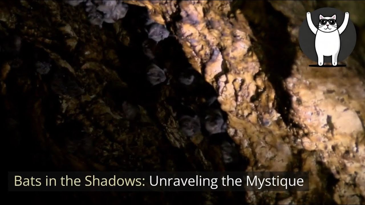 Bats in the Shadows: Unraveling the Mystique - YouTube