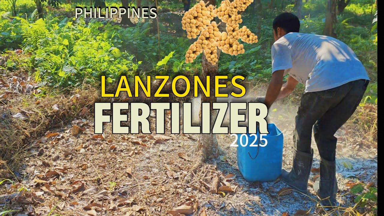 Lanzones Farming Philippines:Fertilizer application and management ...