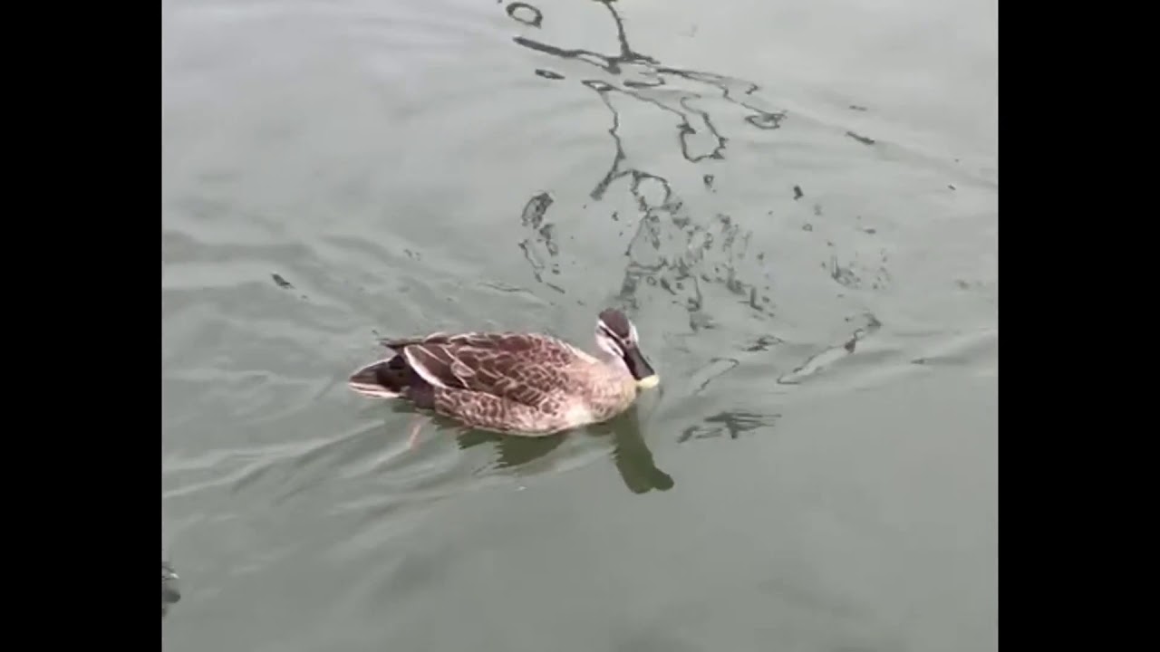 『Japanese wildlife』～Duck family～ - YouTube