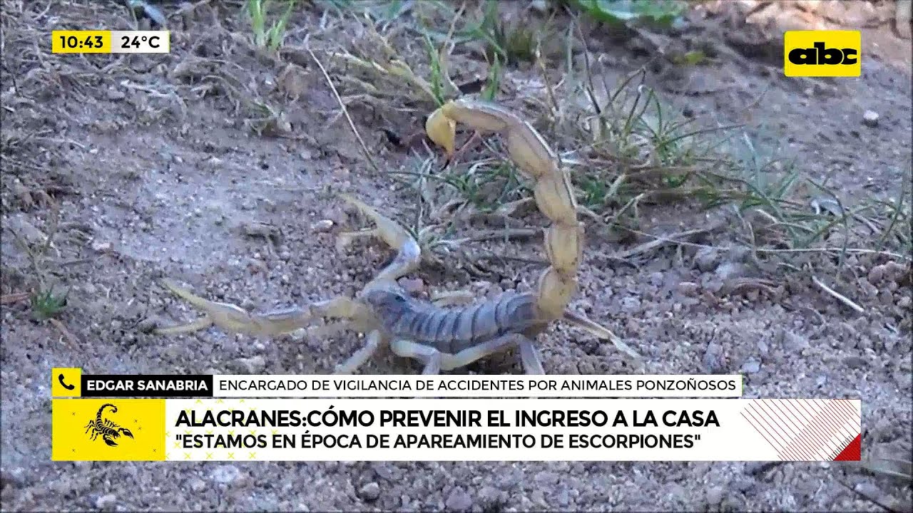 Alacranes: cómo prevenir el ingreso a la casa - YouTube