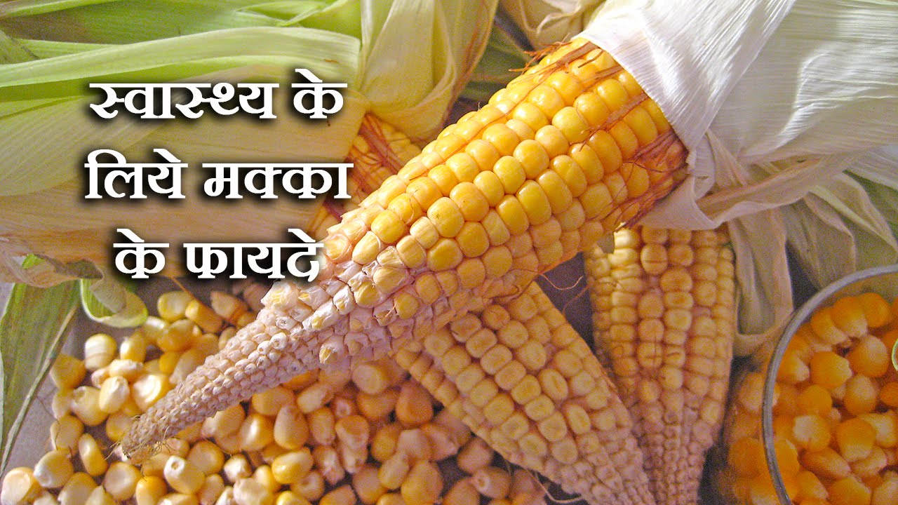 Makka Ke Fayde Benefits Of Corn In Hindi Makka Ke makka-ke-fayde-benefits-of-corn-in-hindi-makka-ke