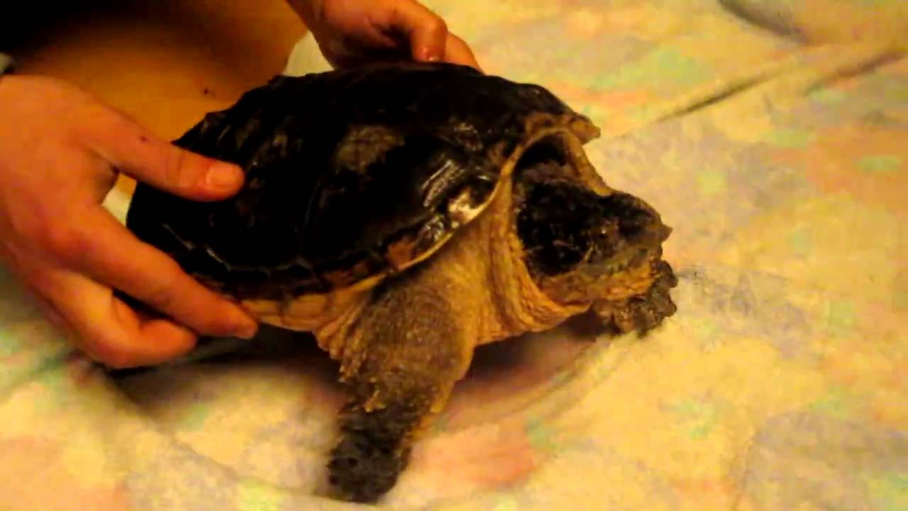 TORTUGA MORDEDORA chelydra serpentina - YouTube