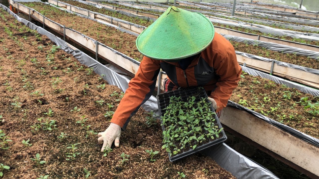 Bagaimana Cara Menanam Bibit Kentang Dieng Yang Unggul di Green House ...