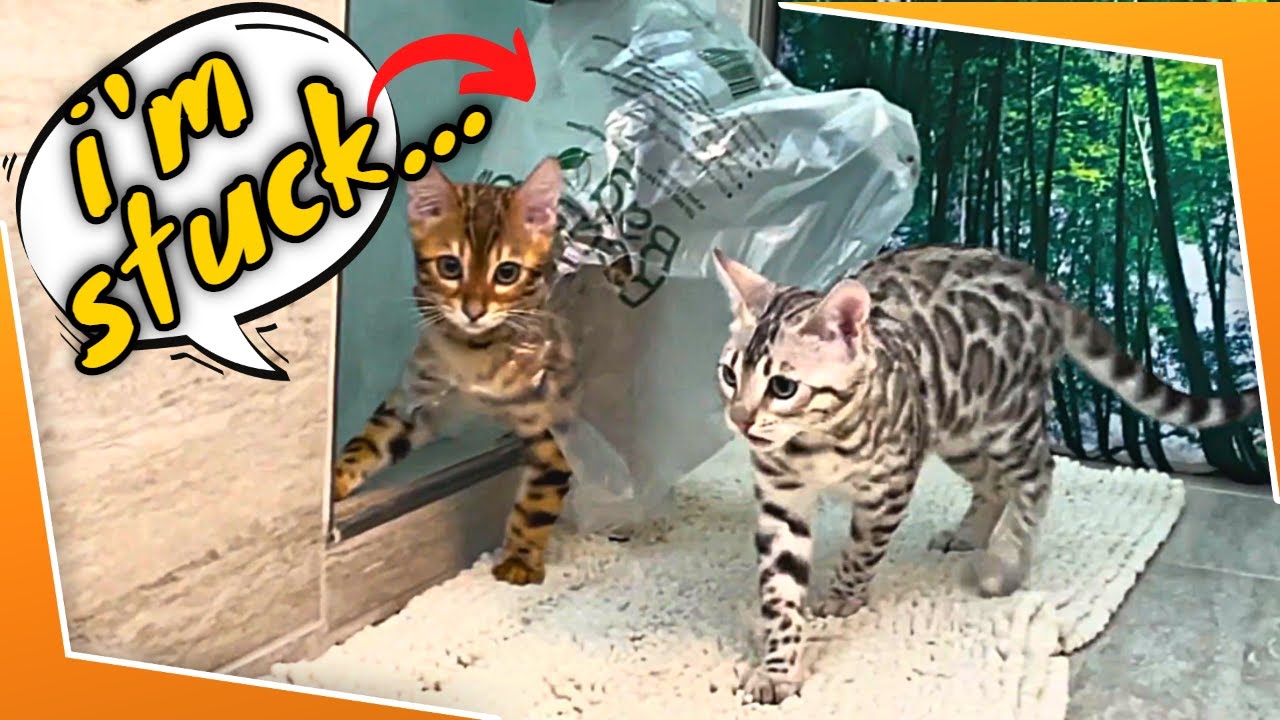 Silly Bengal Kitten In Bag | GUARANTEED SMILES !!! - YouTube