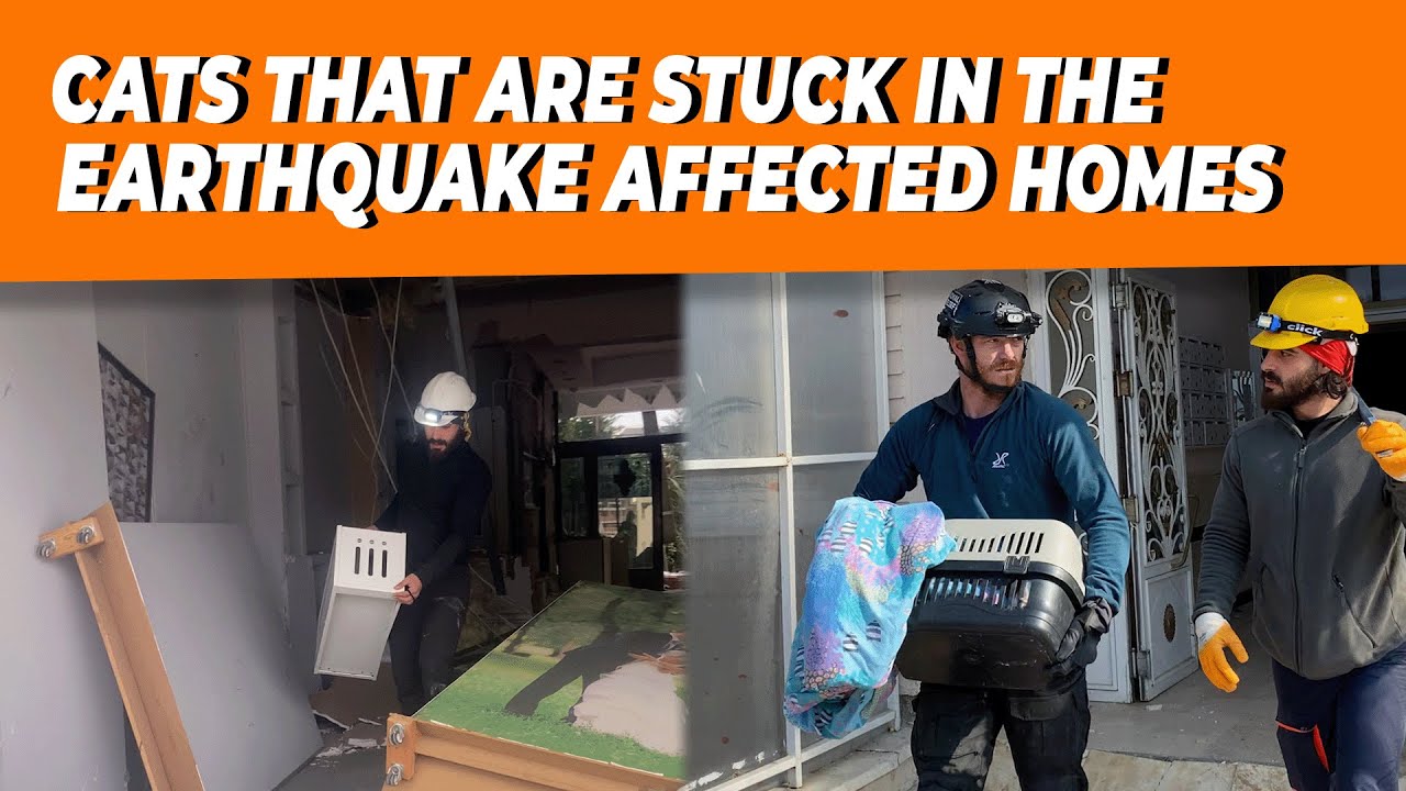 Cats That Are Stuck In The Earthquake Affected Homes - YouTube