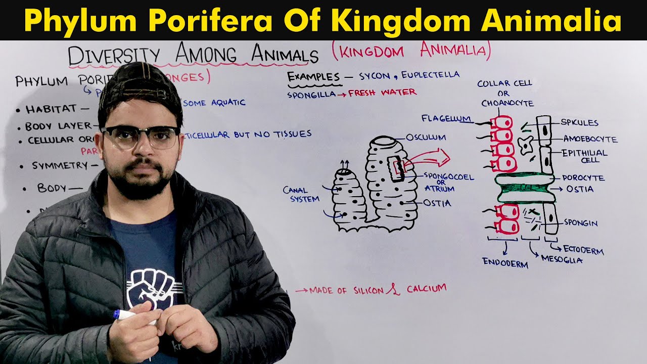 Phylum Porifera (Sponges) General Characteristics. - YouTube