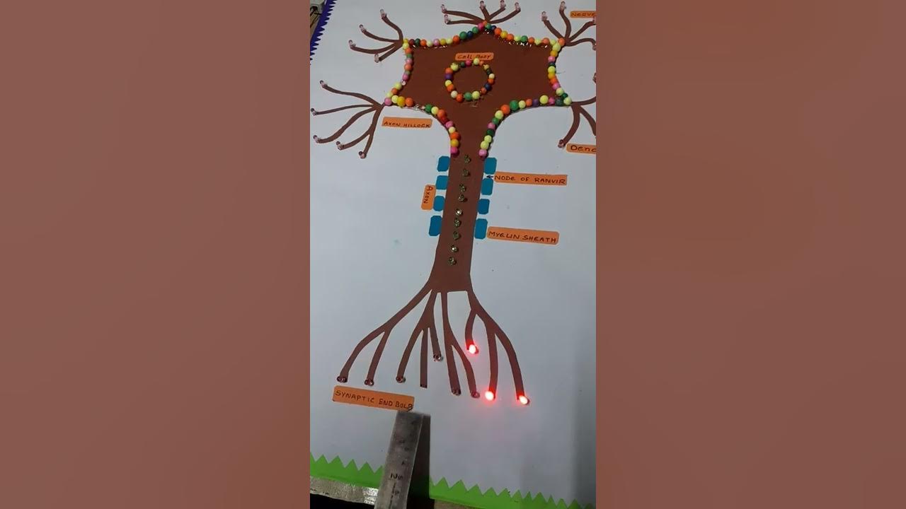 Neuron working Science model Part-2 - YouTube
