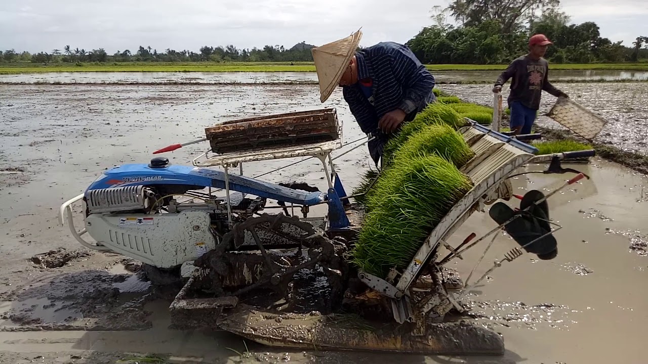 Mechanical Rice Transplanting - YouTube