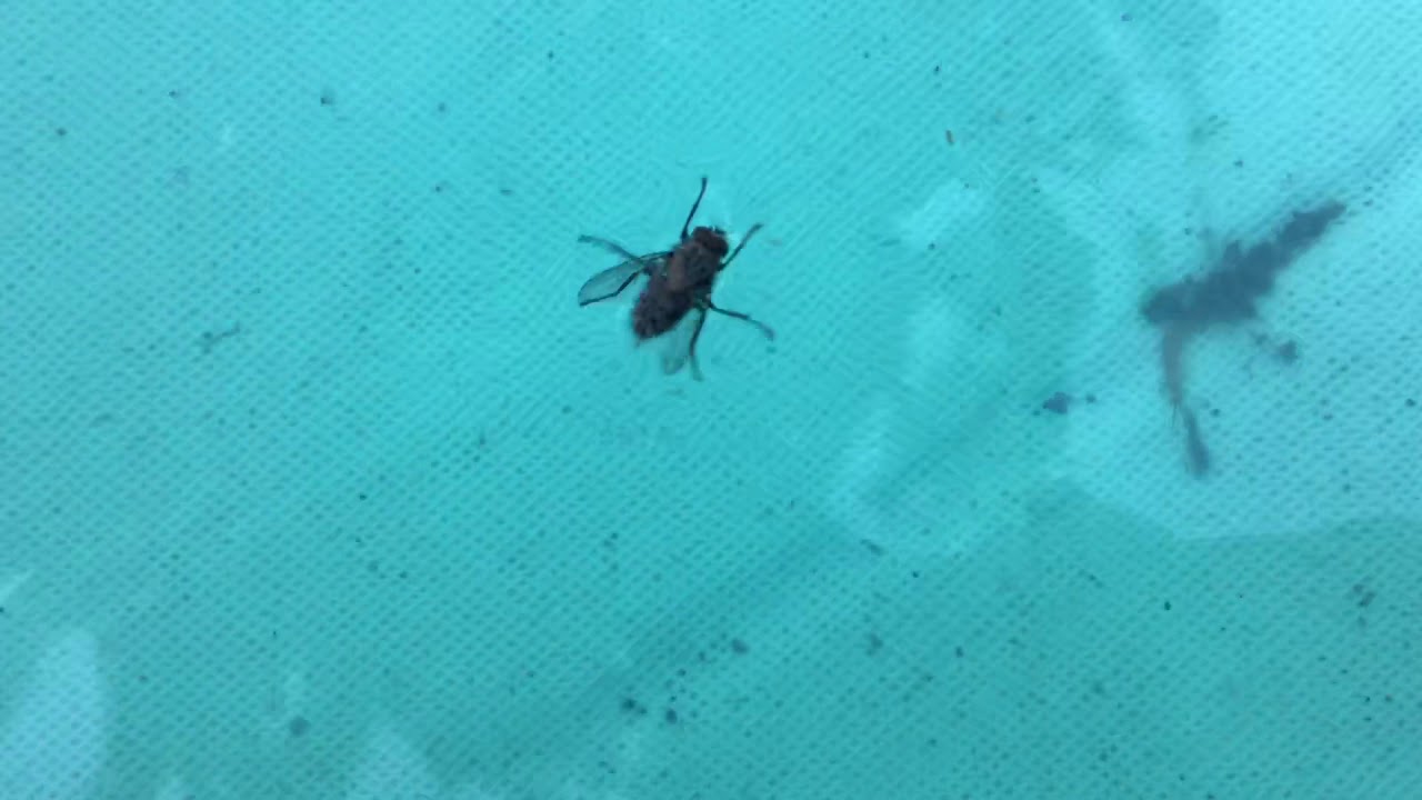 This fly is swimming - YouTube