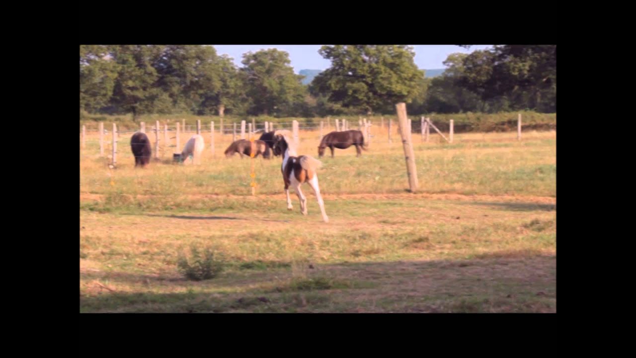 VL CRUSADER FIREWORK - YouTube