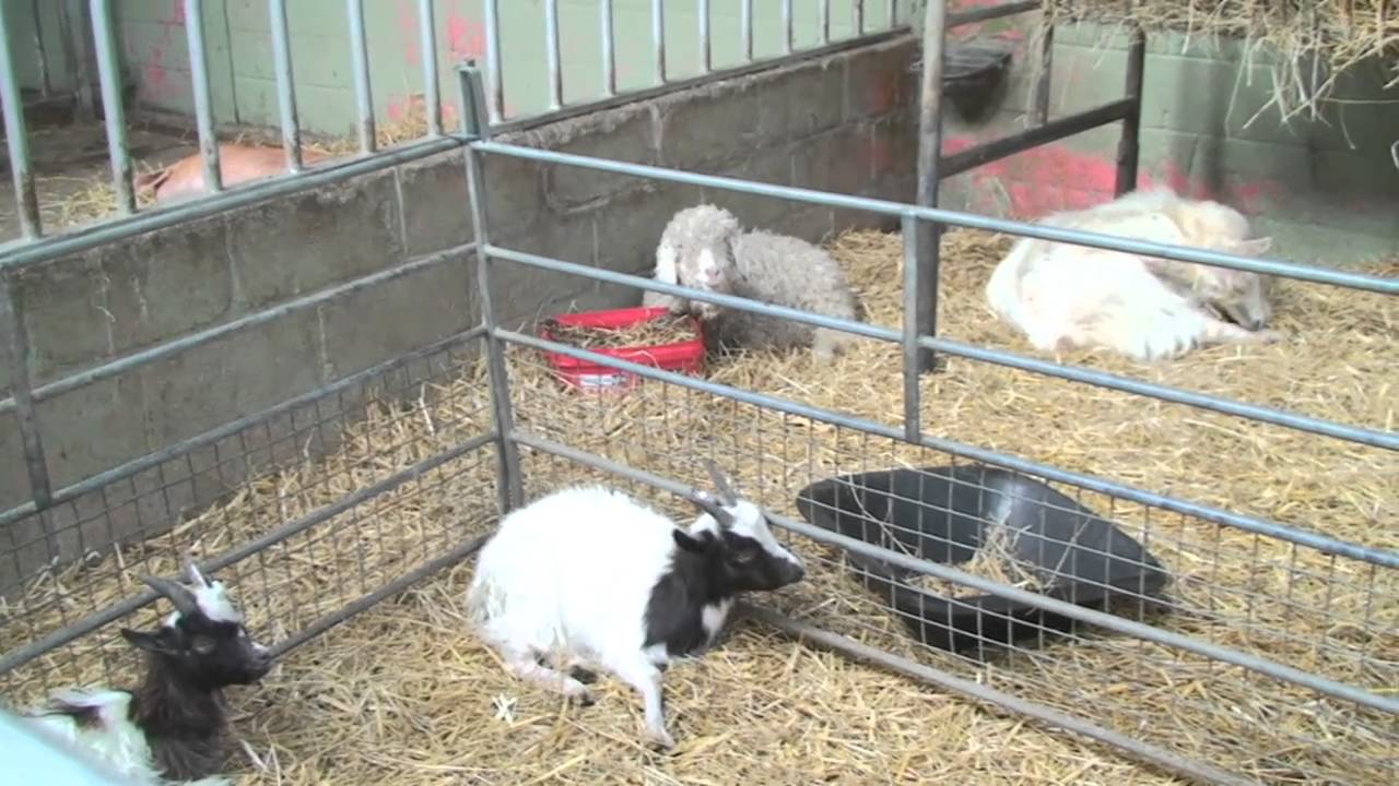Bill Quay Community Farm - YouTube