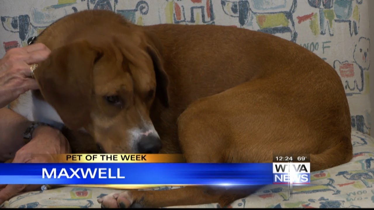 Pet of the Week - Maxwell - YouTube