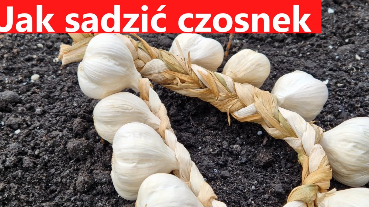 jak sadzić czosnek - zaprawianie czosnku czosnkiem - YouTube