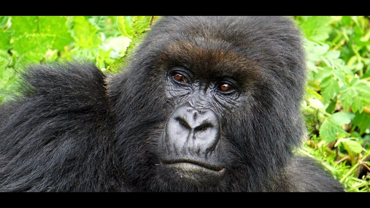 Rwanda Gorilla trek 2019 (Musanze version) - YouTube