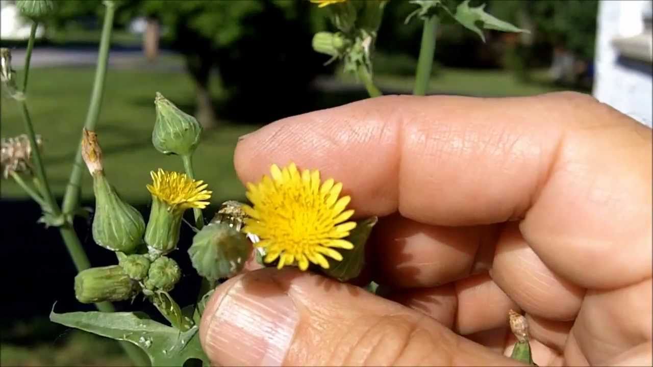 What's That Weed? Spiny-Leaved Sow Thistle - YouTube