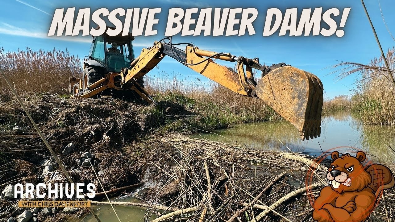 SATISFYING Removal of MULTIPLE Beaver Dams! Beaver Fun Facts & More ...