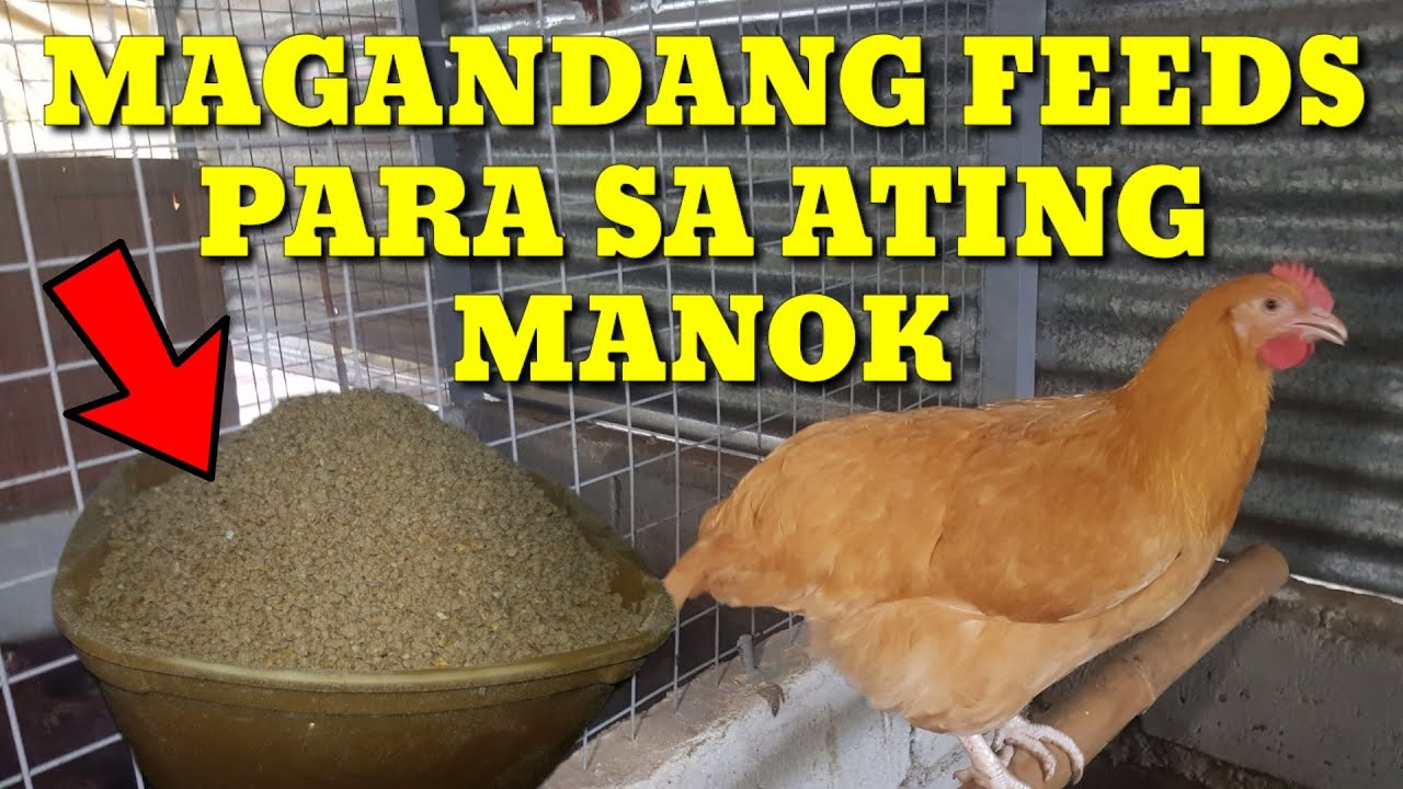 MAGANDANG FEEDS PARA MABILIS LUMAKI ANG ATING MGA MANOK|FREE RANGE ...