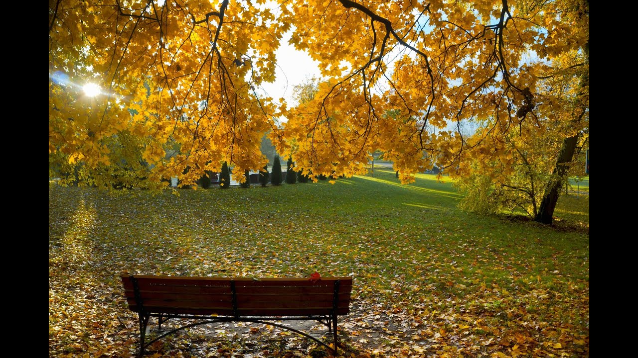 YELLOW MAPLE TREE ★ Relax your bedtime★Peaceful sleep★ Beautiful ...