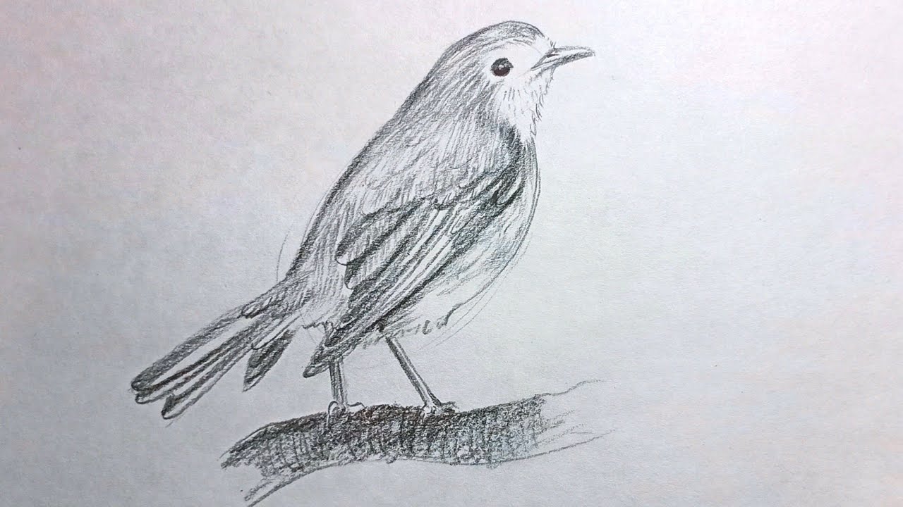 How to draw a Robin step by step - YouTube