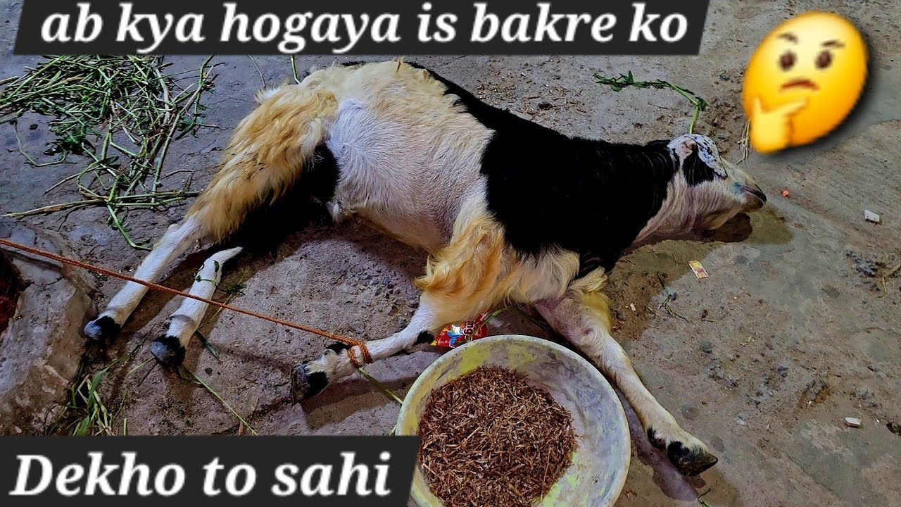 Qurbani ka bada bakra in Shastripuram near noor palace | bada Sojat ...