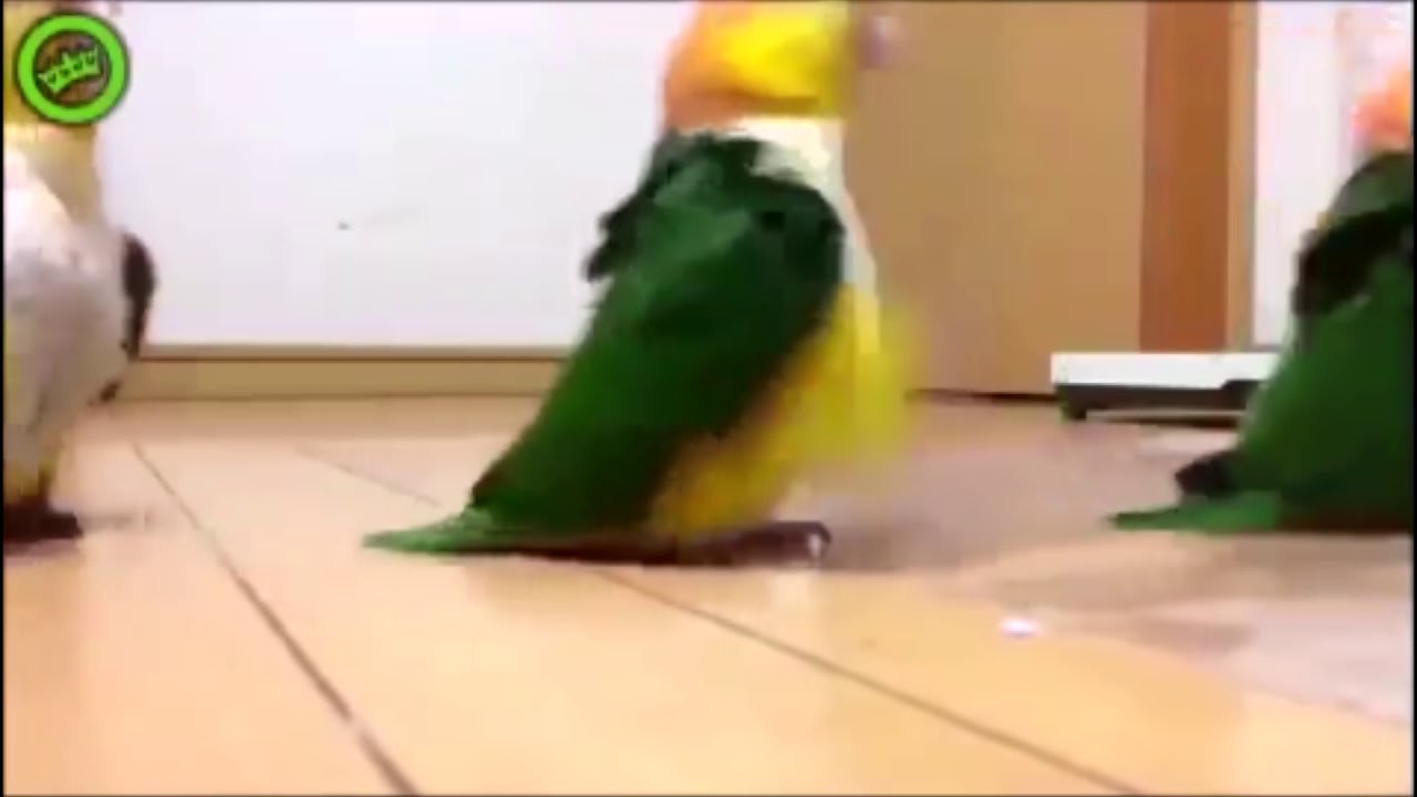 BIRD REICH from the sun - YouTube