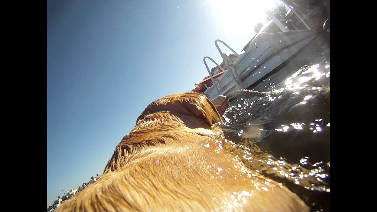 Gopro Golden retriever dog swimming - YouTube