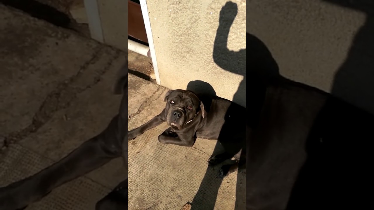 Funny dog reflex - YouTube