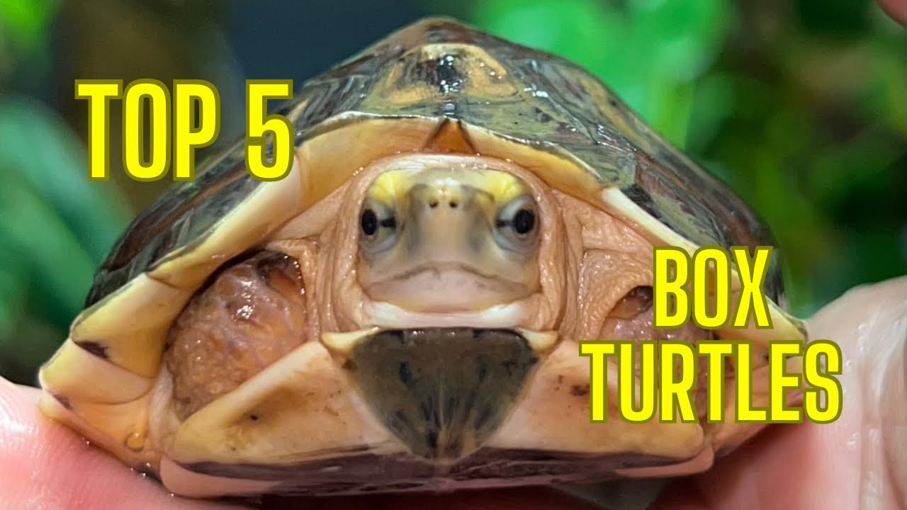 Best Box Turtles - YouTube