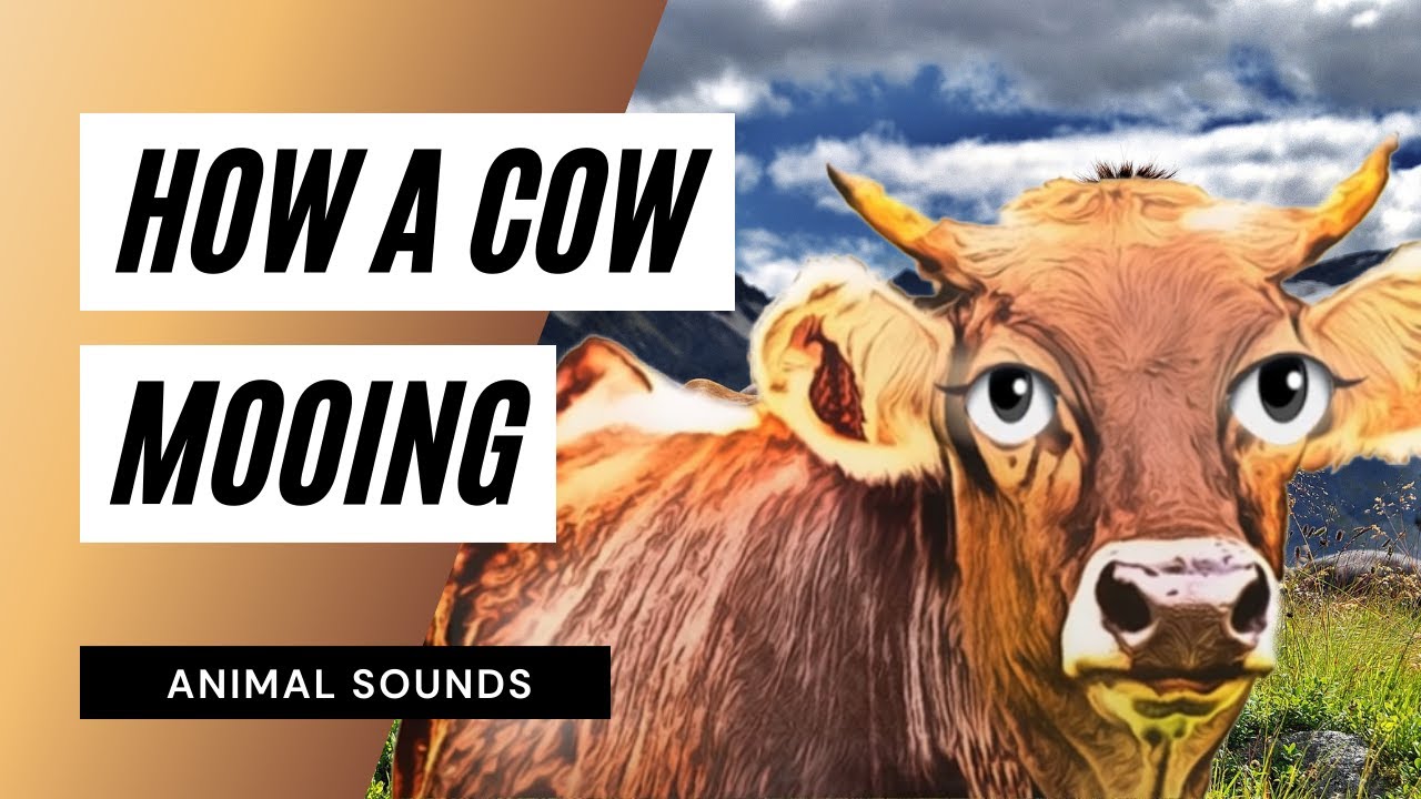 How A Cow Mooing Sound - how a cattle mooing sound / sound effect ...