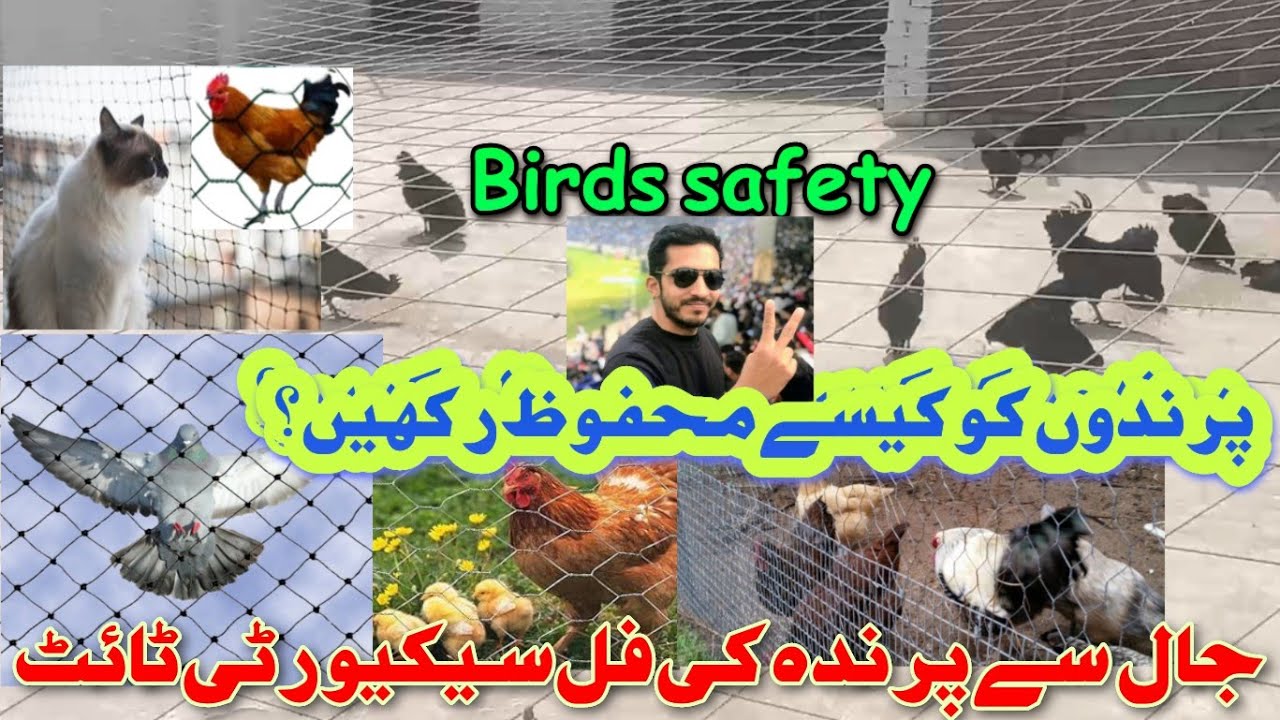 گھریلو پرندوں کو کیسے محفوظ رکھیں पक्षियों को कैसे सुरक्षित रखें how to ...