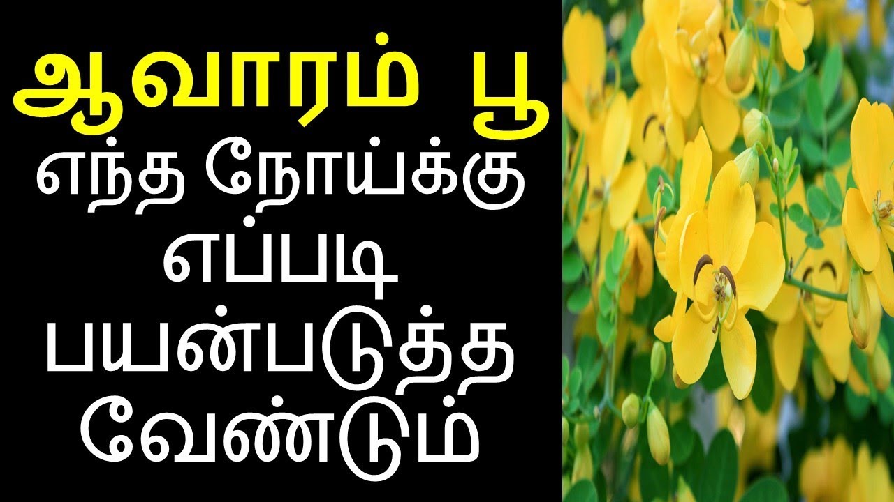 Health Benefits of aavarampoo tamil-புற்று நோய்,சர்க்கரை வியாதி ...