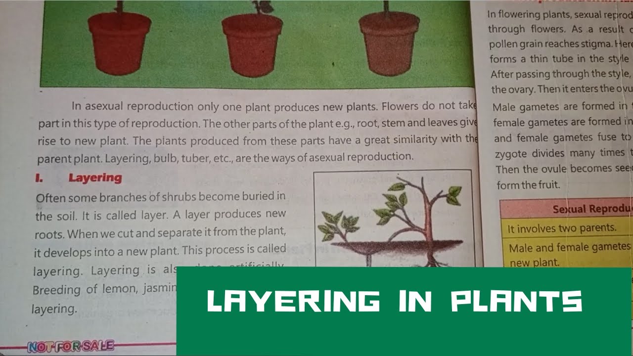 [ LAYERING ] [ A TYPE OF ASEUAL REPRODUCTION IN PLANTS ] - YouTube