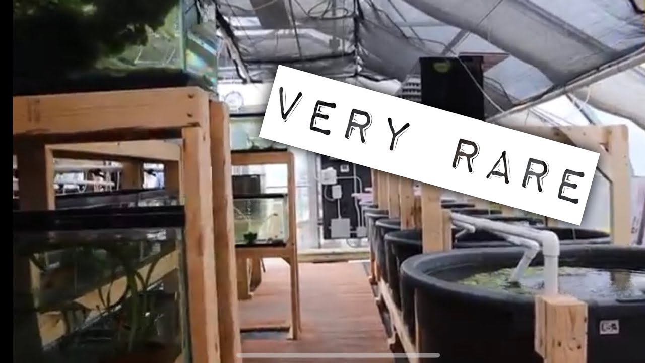 Secret Aquarium Tropical Fish Breeding Green House - YouTube